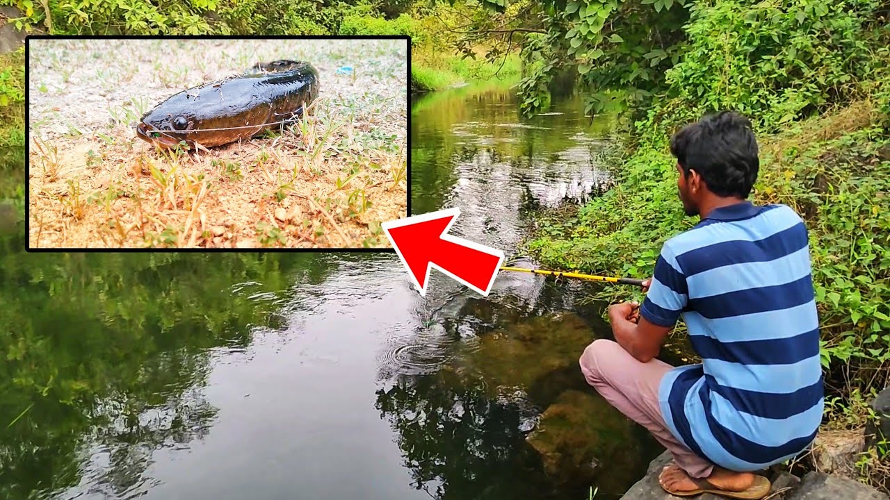 Amazing snakehead fishing|| Fishing with soft frog near crop canal ...