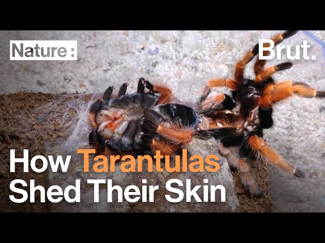 Tarantula Shed Skin Incredible Timelapse Footage Shows Moment Gigantic