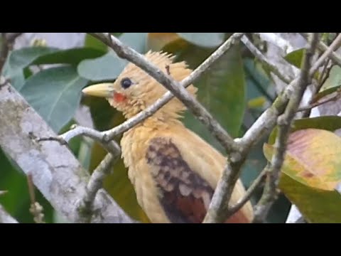 Cream-colored woodpecker bird singing. Celeus flavus. - YouTube