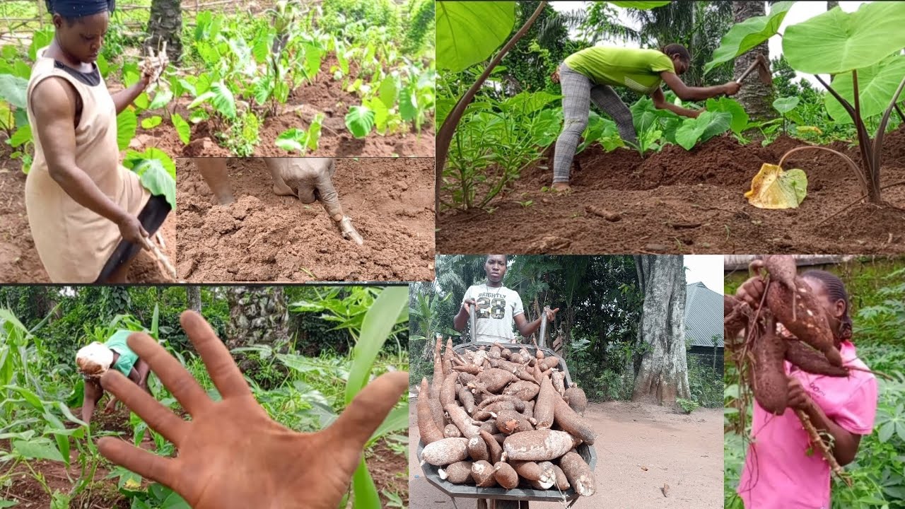 How to grow cassava and cocoyam to huge yield(easy and faster) with my ...