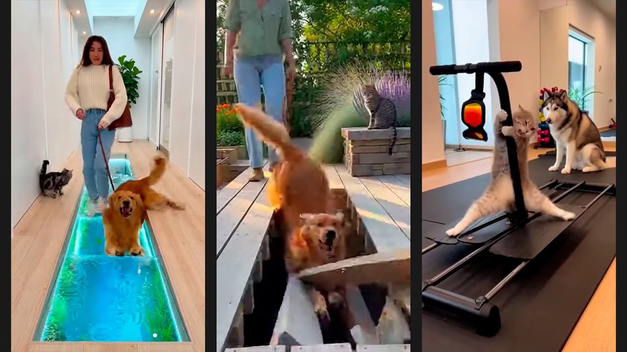 🧠🐱🐶IQ 500? Cat vs IQ 1? Dogs: Ultimate Compilation #funny #cat #dog ...