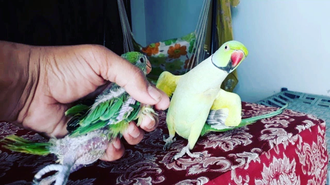 MY | TALKING PARROT | ENJOYING & PLAYING WITH A CUTE | BABY PARROT ...