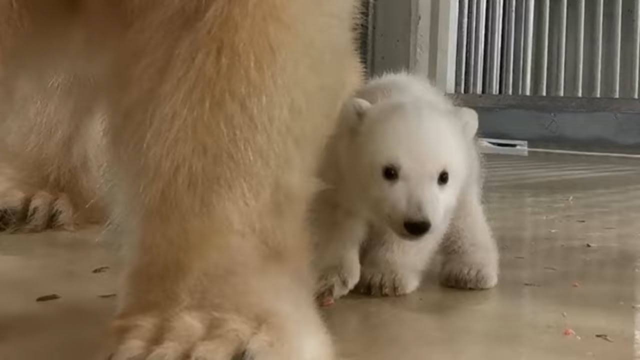 German zoo release footage of polar bear cub - YouTube