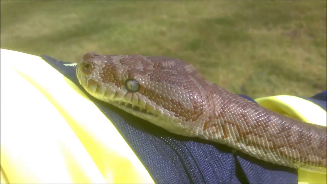 Huge 7 - 8 Foot SNAKE in the Park, Goldie Park, Road Trip meeting up ...