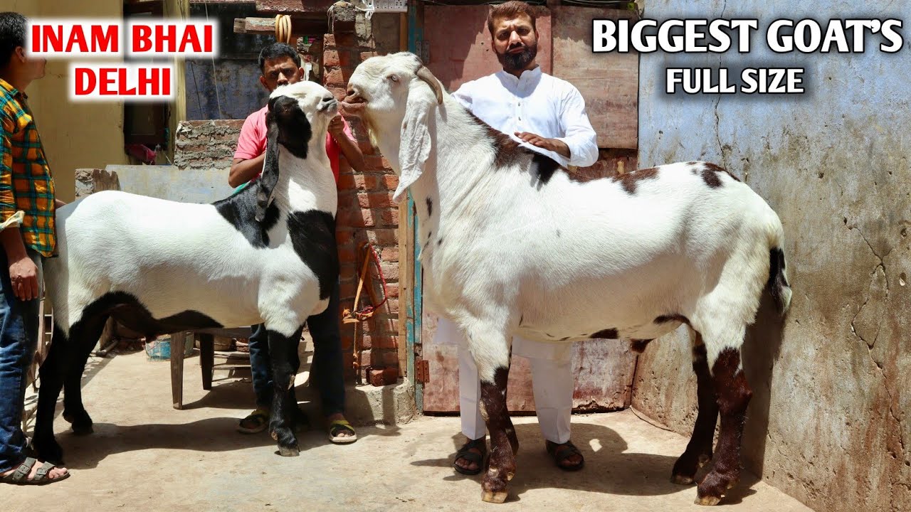 Biggest Goat's Full Size Main At Inam Goat's Delhi 6 - YouTube
