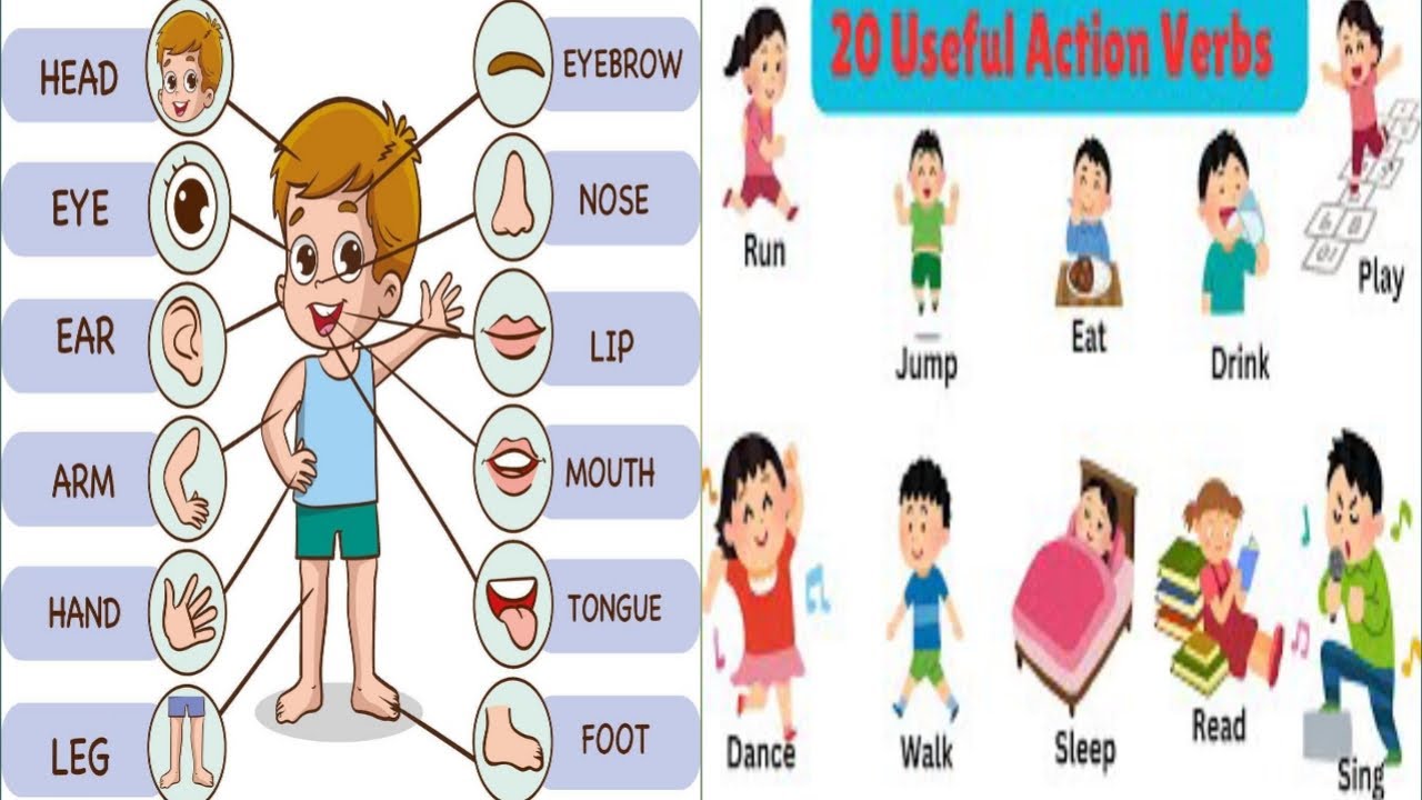 Body parts name and Action verbs||action words 20||human body parts ...