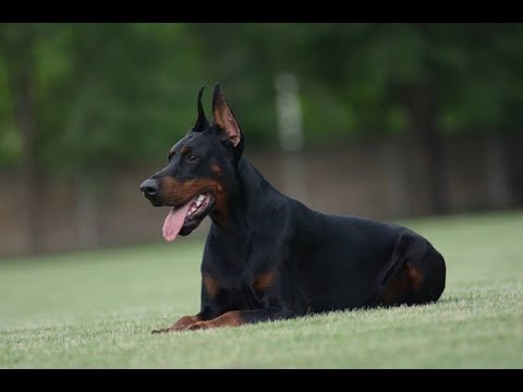 Top of the bloodline- European Doberman - Pride of Russia Shaytan - YouTube