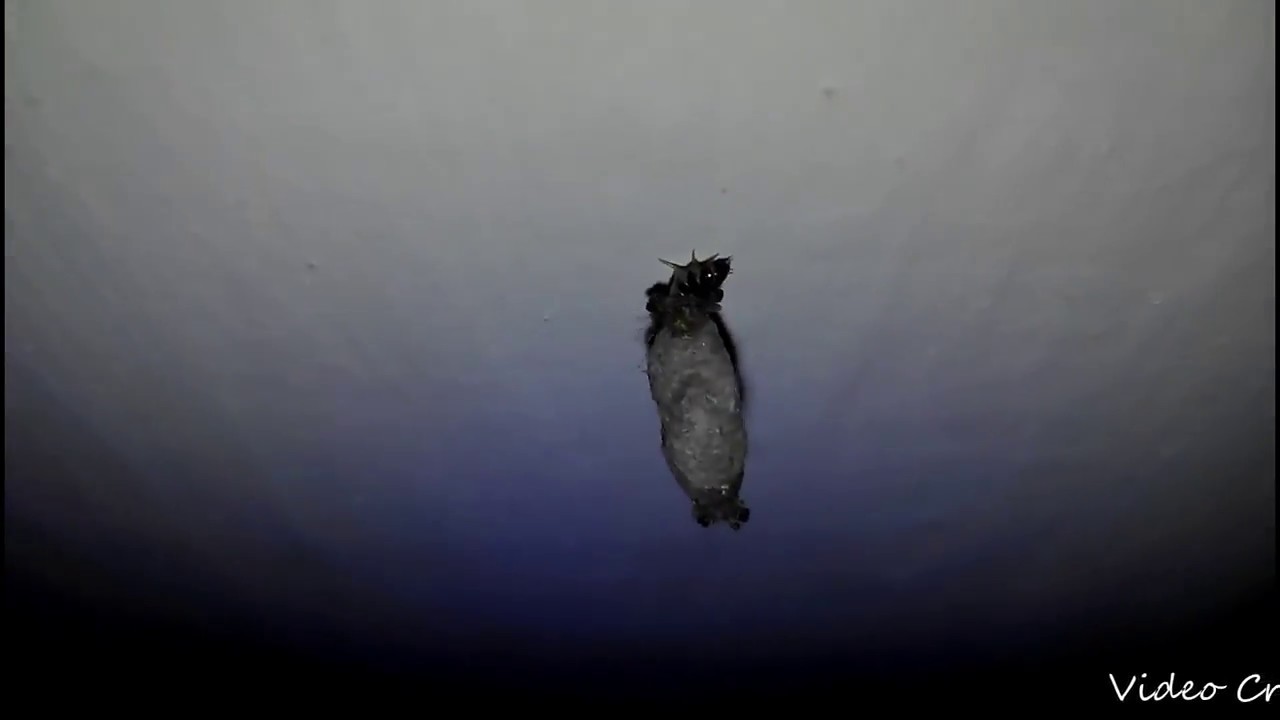 Phereoeca uterella (Household Casebearer) on the wall - YouTube