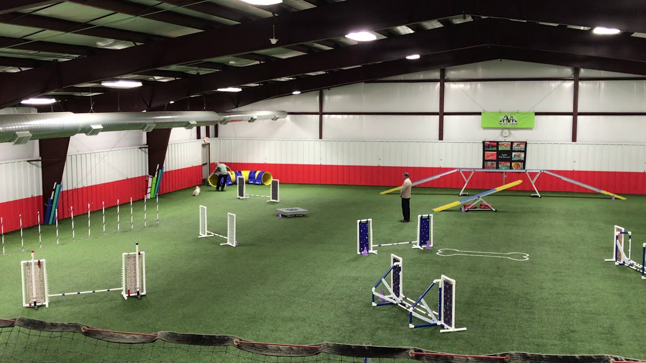 November 14, 2019 Master Standard Agility Run - YouTube