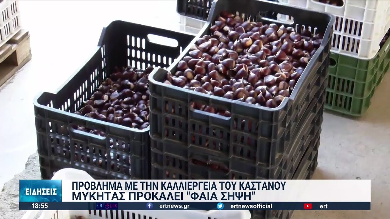 Αγιά Λάρισας: Ανησυχία στους παραγωγούς κάστανου λόγω ενός μύκητα | 07 ...
