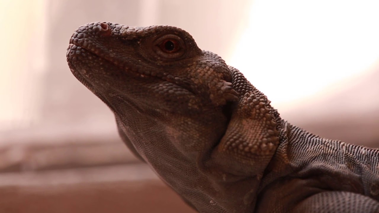 Live Animal Exhibits at the Springs Preserve - YouTube