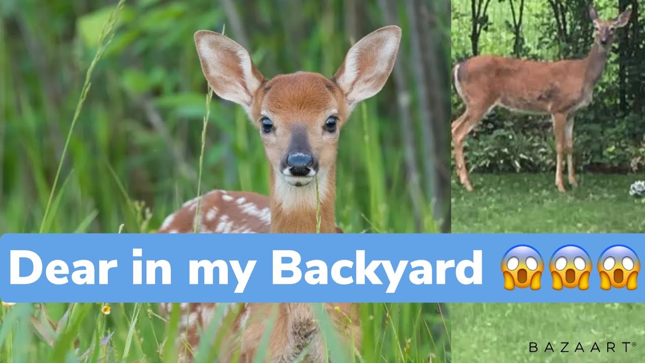 Deer "pooping" Caught on Camera! I #deer #wildanimals #doe - YouTube