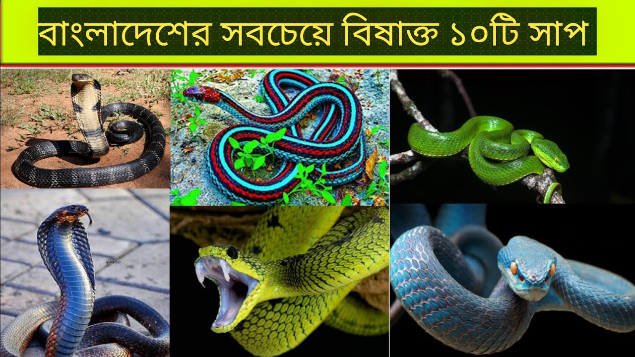 বাংলাদেশের ১০ টি বিষধর সাপ। top 10 venomous snake in bangladesh. অলৌকিক ...