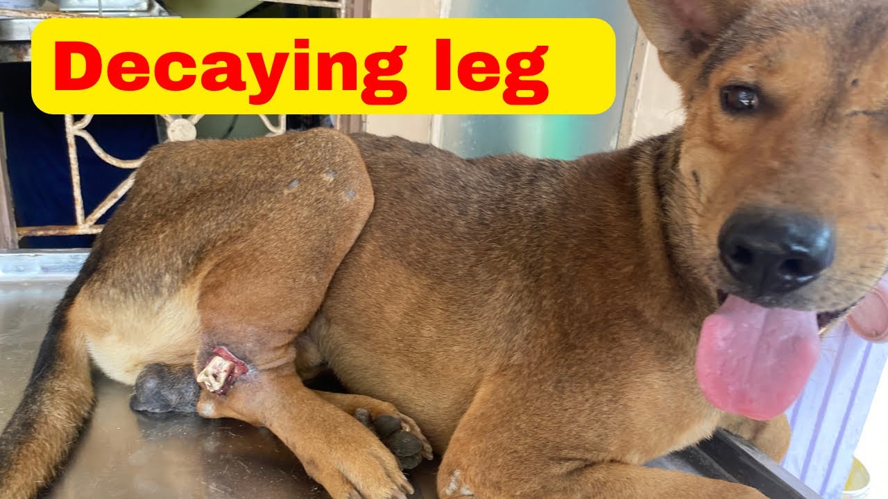 Decaying Leg of a Dog | transformation and recovery - YouTube