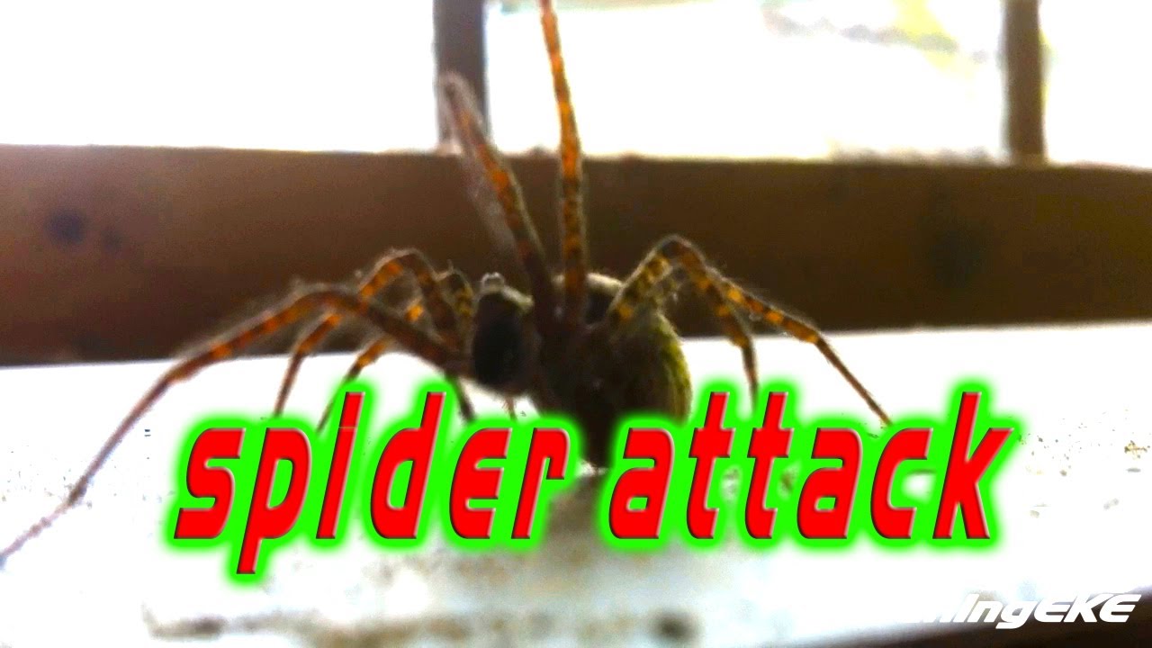 world biggest spider ever seen Spider attack me arac attack - YouTube