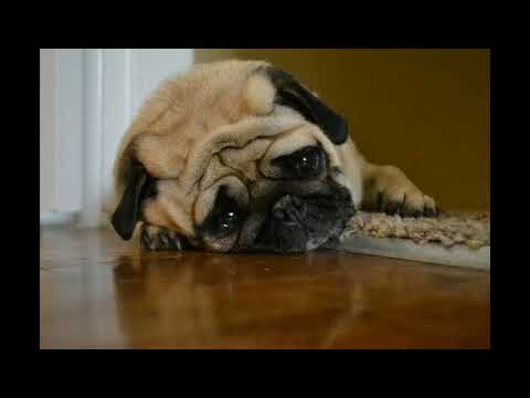 ağlayan yavru köpekler