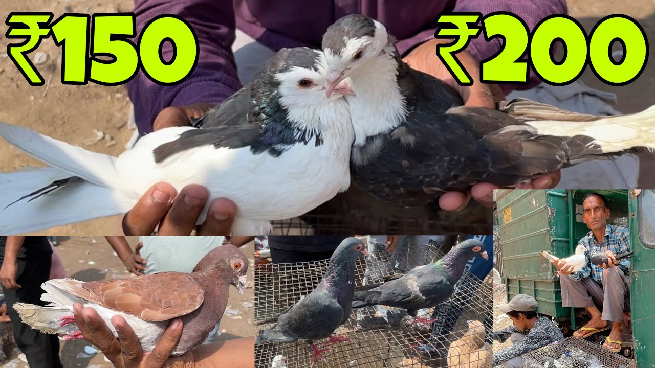 jama masjid kabutar market | delhi pigeon market red fort | Delhi white ...