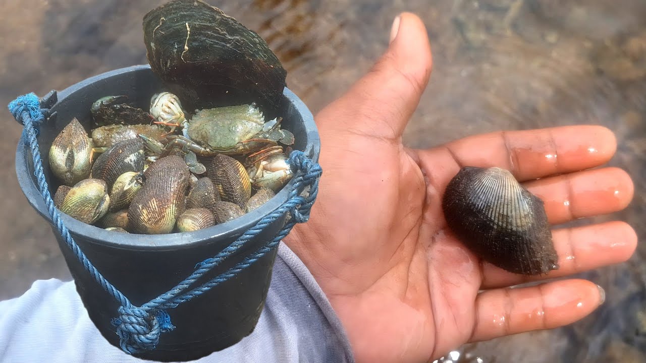 HOW TO FIND FEATHER CLAMS - DELICIOUS CLAMS - YouTube