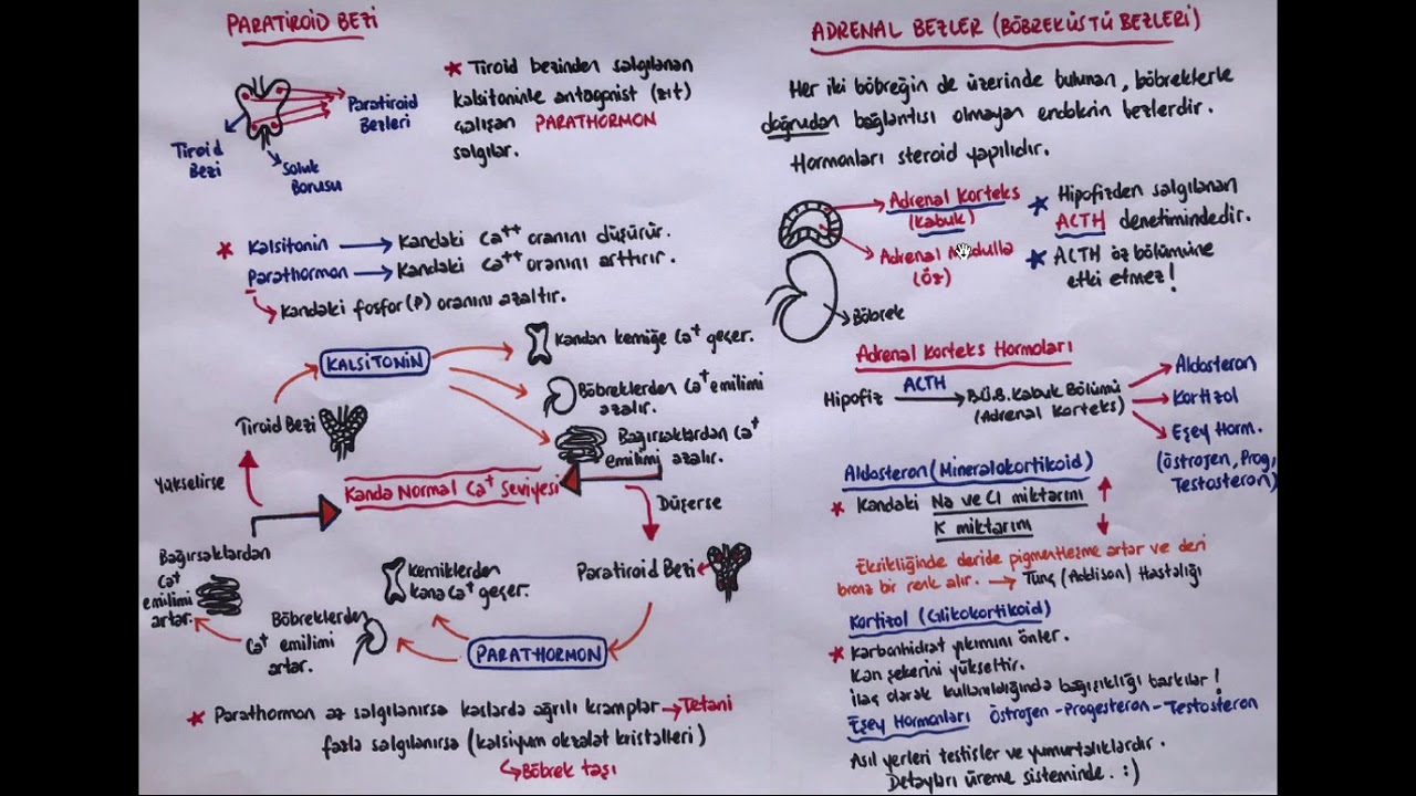 5- Paratiroid Bezi ve Adrenal Bezler - YouTube