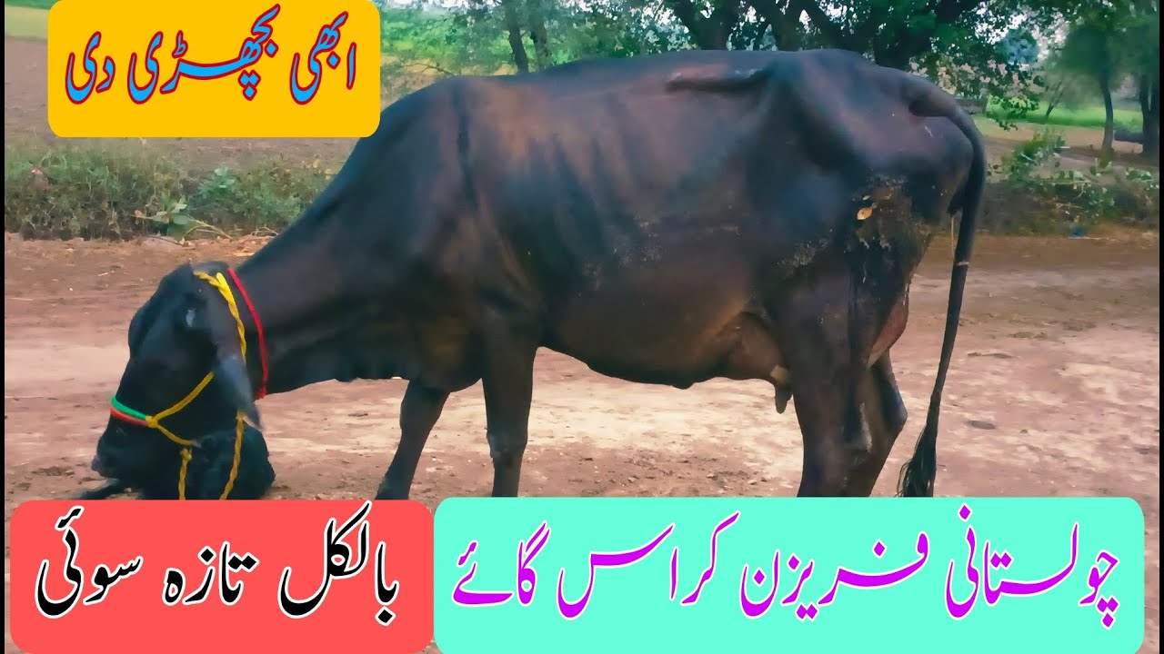 cross breed cow for sale|cross breed cow for sale in punjab|sahiwal ...