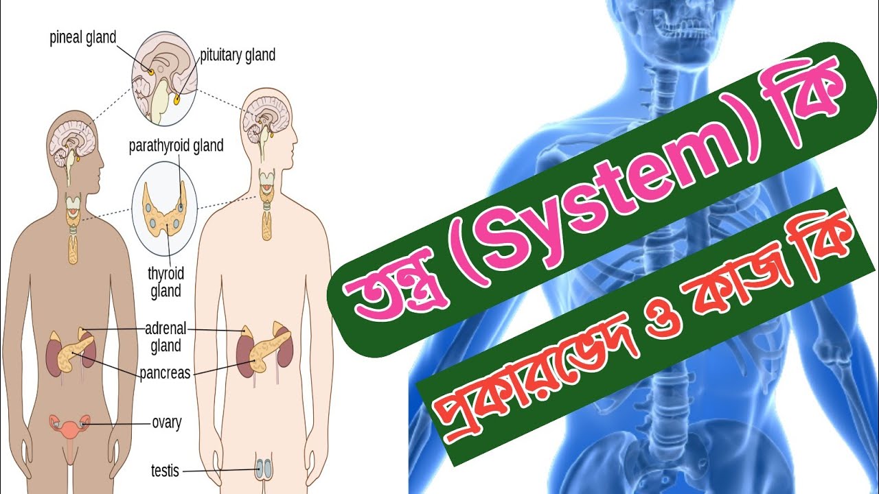 human-body-system