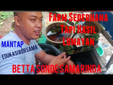 (EDUKASI) pemeliharaan Betta Fish dengan Farm Sederhana, Bersama Betta ...