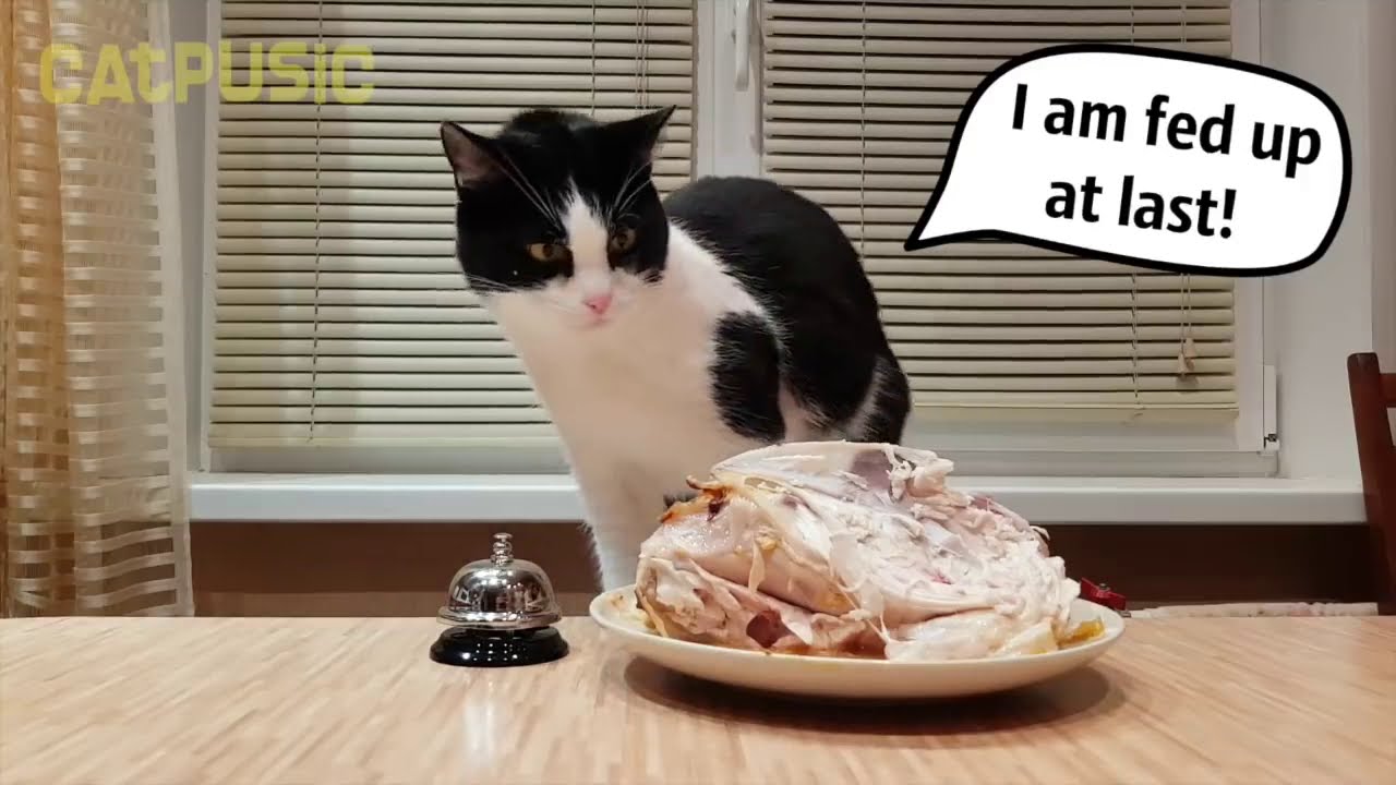 viral video of cat ordering food ||funny - YouTube