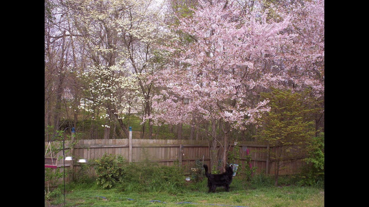 Charlotte Fairchild's Yard in Georgia, #10 - YouTube