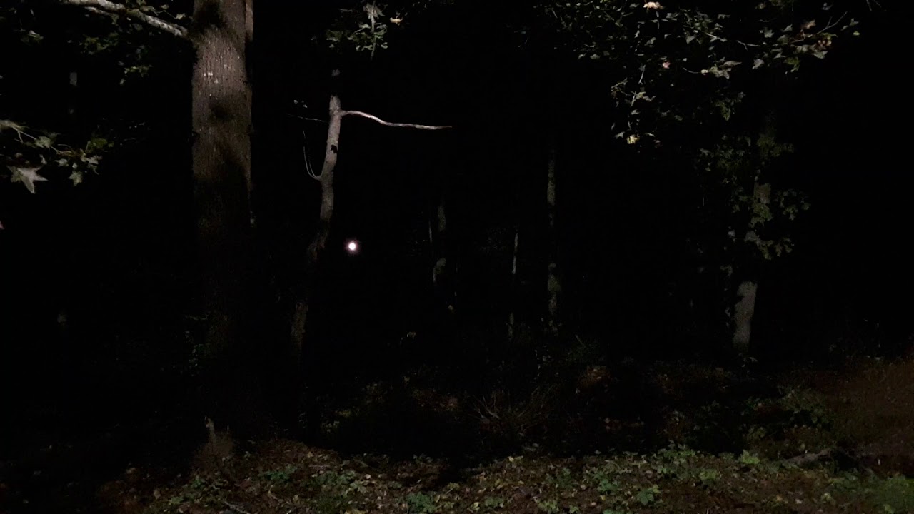 DOGMAN BIGFOOT OR WEREWOLF you decide THE HOWLING IN THE WOODS - YouTube