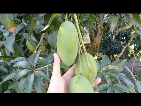 Day 2 - Visiting Mango Farm at San Carlos City Pangasinan - YouTube