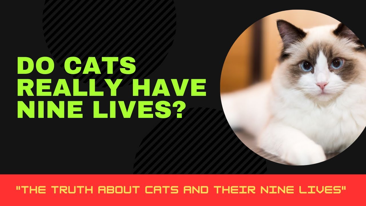 Exploring the Myth of Nine Lives for Cats - YouTube