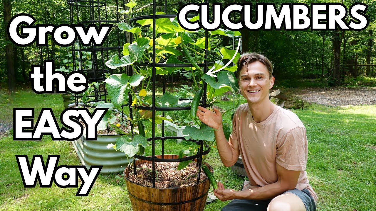 CUCUMBERS - How to Grow in Containers for Maximum Yield - Easy - YouTube