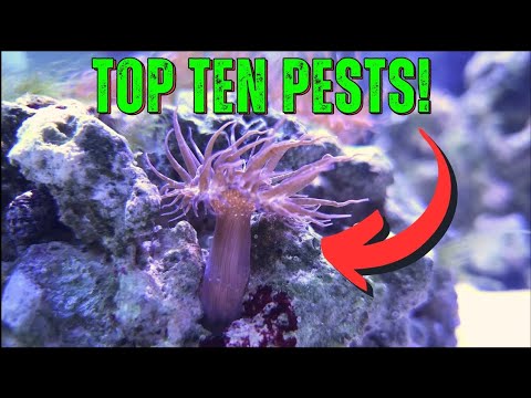 Do Reef Snail Carry Disease Or Pests Saltwater