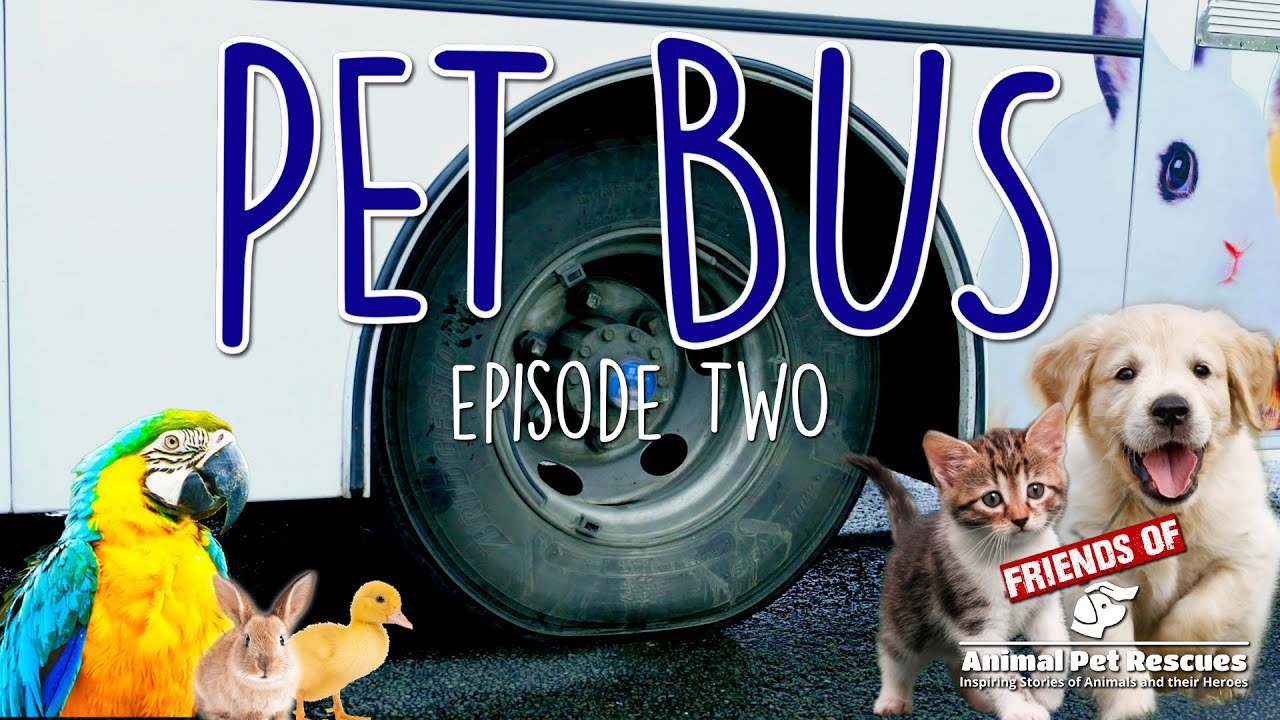 PET BUS - Episode 2 (Friends of Animal Pet Rescues) - YouTube