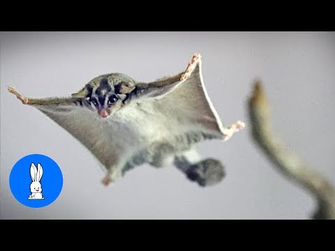 SUGAR GLIDERS Flying - Funny & Cute Compilation