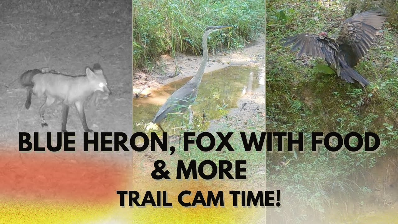 Fox Has A Meal? Blue Heron At Creek. Big Bird Too! Deer At Creek Checking Things Out. - YouTube