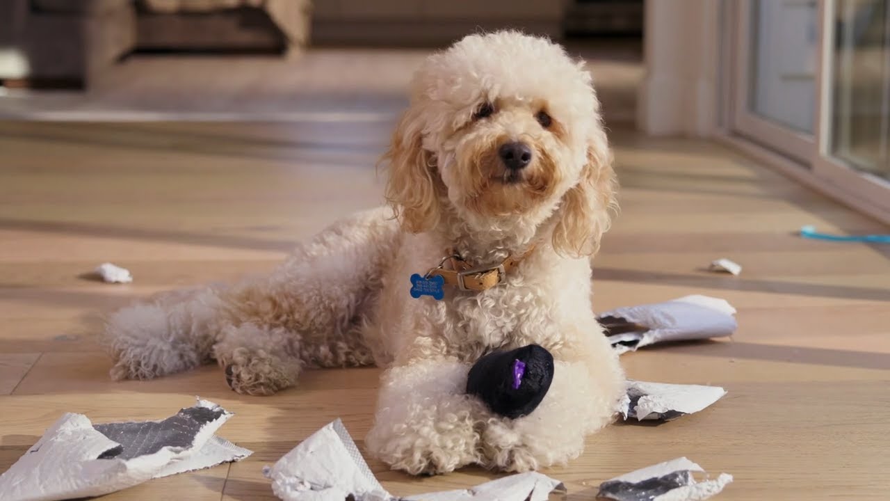 Man's Best Friend | Roku Smart Home Commercial 2023 - YouTube
