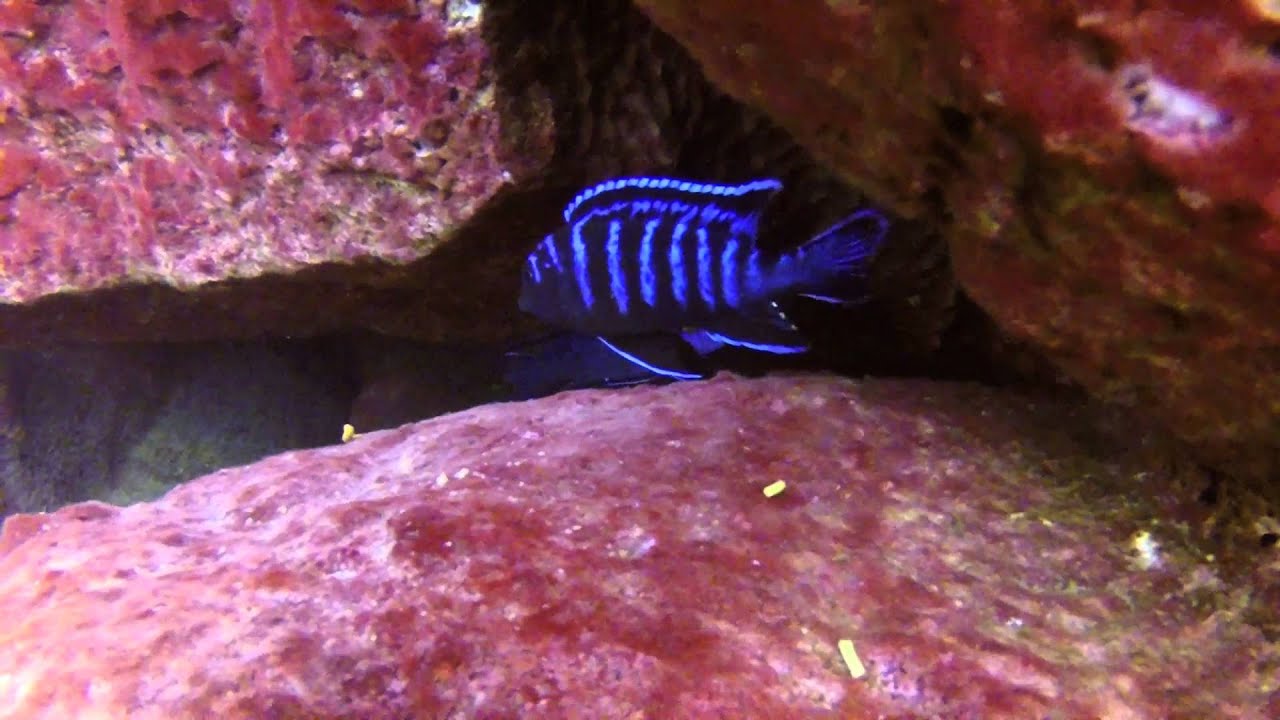 Tropheops sp. 'elongatus mbako' at Maingano Island - YouTube