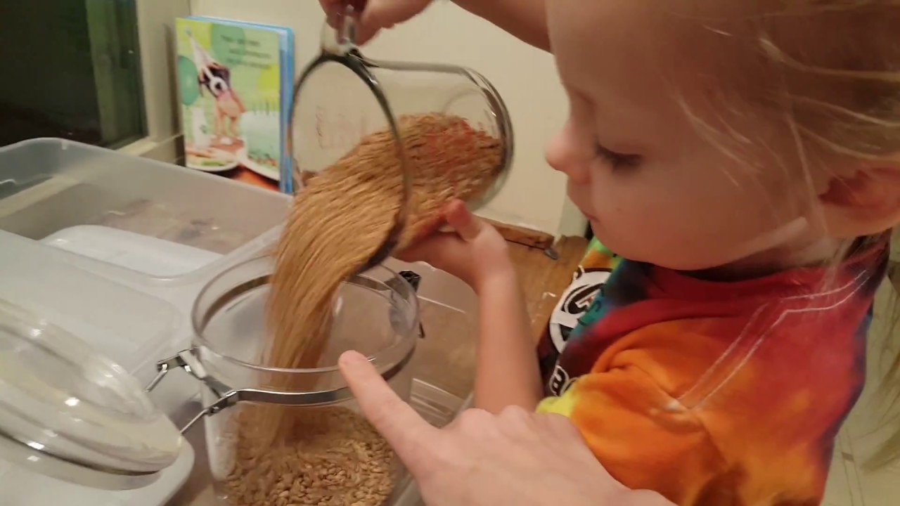 How to Grow Wheat Inside: Step 1 Soaking Wheat Seeds - YouTube