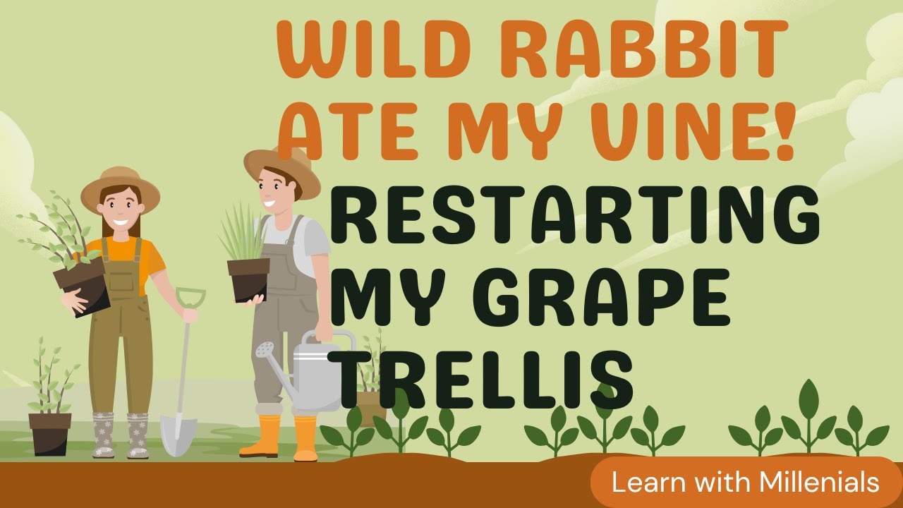 Wild Rabbit Ate My Vine! Restarting My Grape Trellis - YouTube
