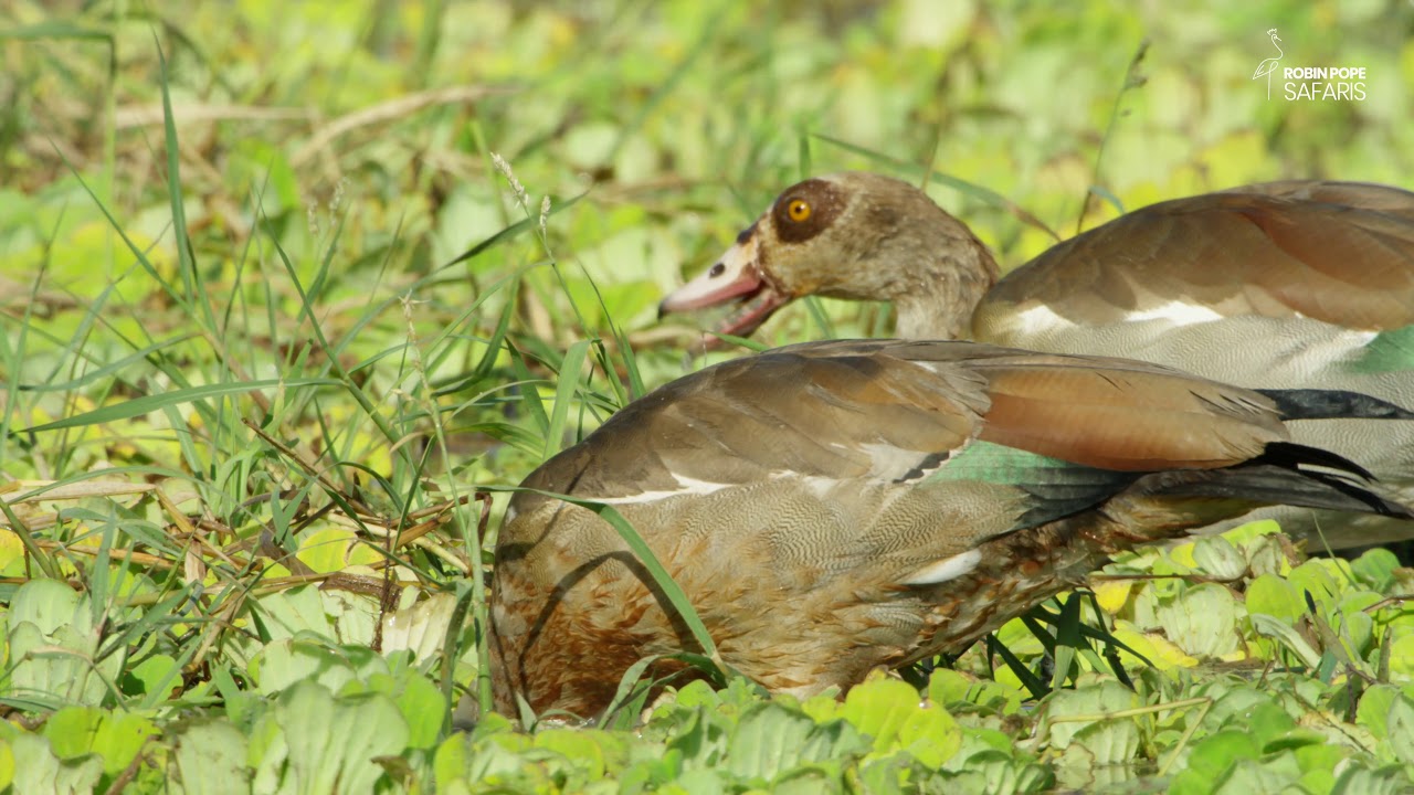 Safari Diaries: The Biggest Bully Goose - YouTube