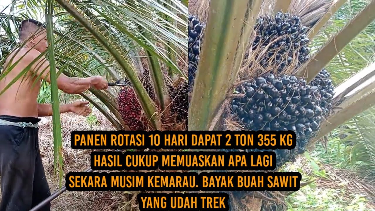 PANEN ROTASI 10 HARI, DENGAN HASIL 2 TON 355 KG!!! DI MUSIM KEMARAU ...