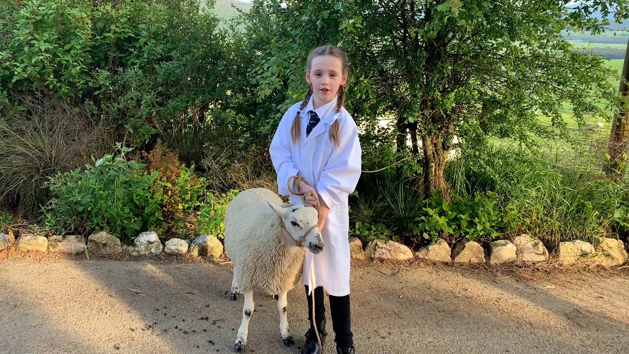 Royal Highland Show Online - Ava Lafferty Ross - Young Handlers - Sheep ...