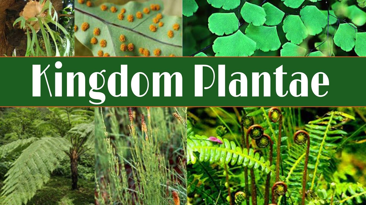 Ciri Klasifikasi Kingdom Plantae Materi Biologi Kelas 10 50 Riset