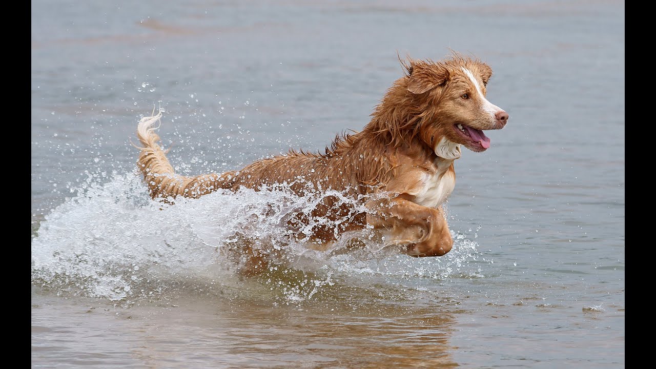 22 Water Dog Breeds - YouTube