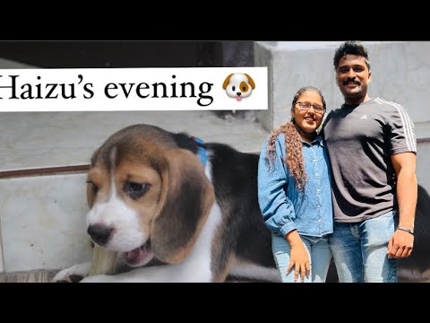 Haizus evening routine | haizu the beagle 🐾🐕‍🦺 - YouTube