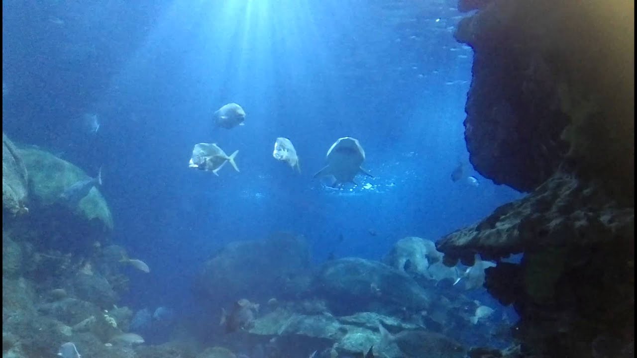 The aquarium - YouTube