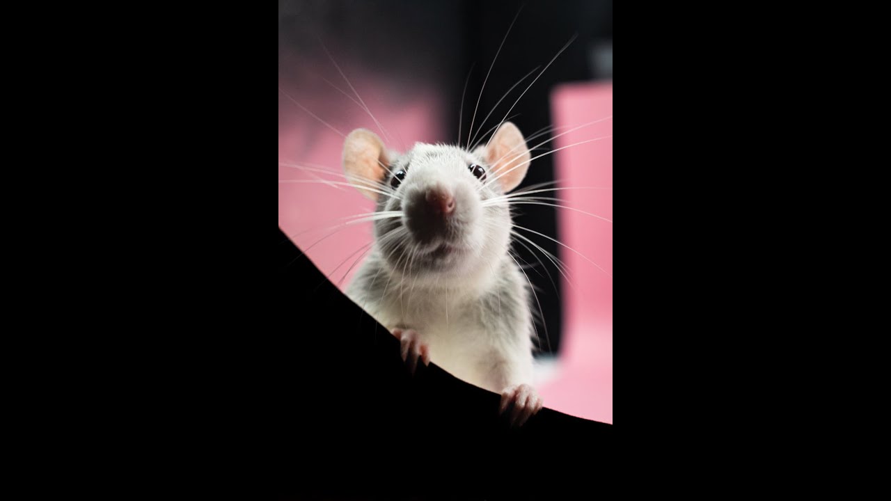 House rat sounds - YouTube