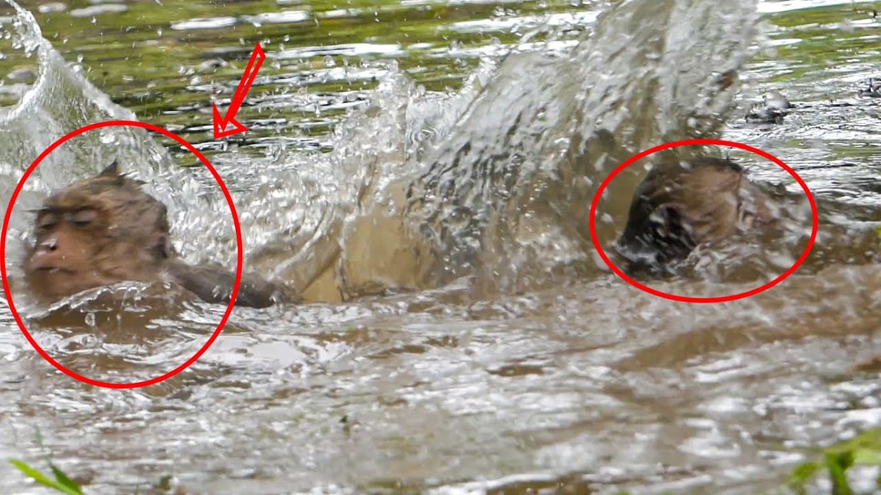 That 's monkey Drown / help me help me!!! - YouTube