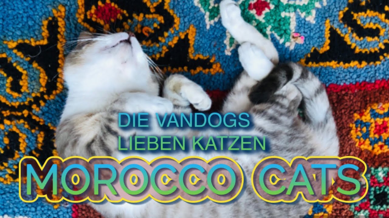 MOROCCO CATS OH MY GOD DIE VANDOGS LOVE CATS? SIE LIEBEN KATZEN? MAROKKO KATZEN 🙀😎 - YouTube